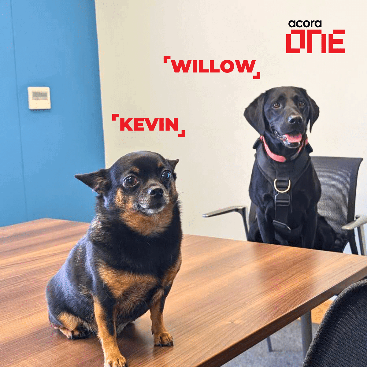 About us - Acora ONE